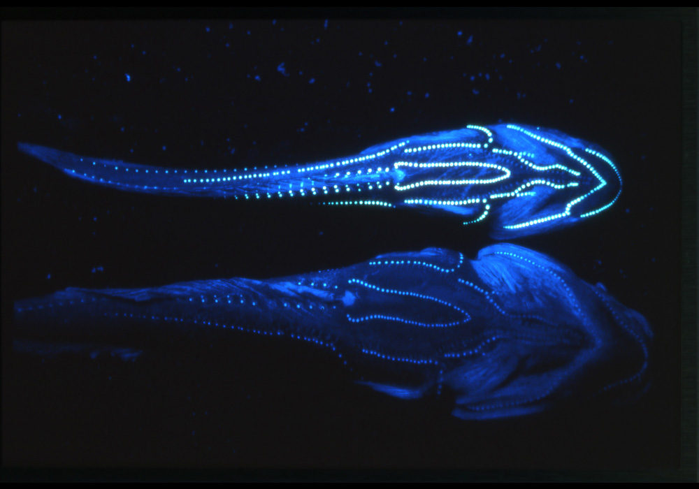 Bioluminescence animals